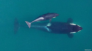 ODFW Marine mammals - Southern Resident Orcas