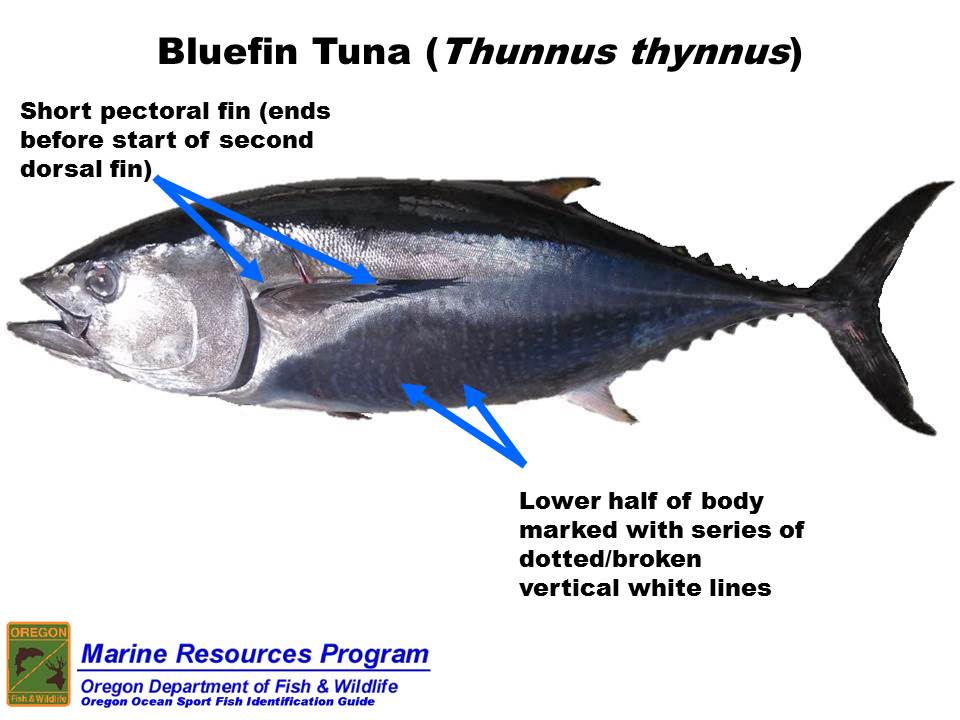 ODFW Marine Sport Fish ID Tunas And Mackerels