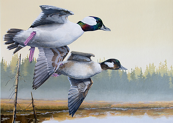 ODFW 2018 Waterfowl Stamp Art Contest