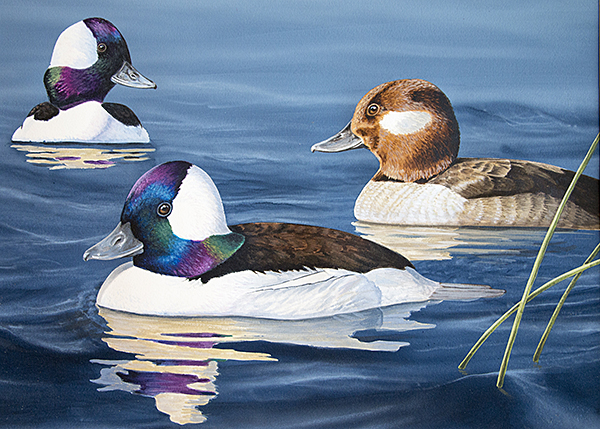 ODFW 2018 Waterfowl Stamp Art Contest